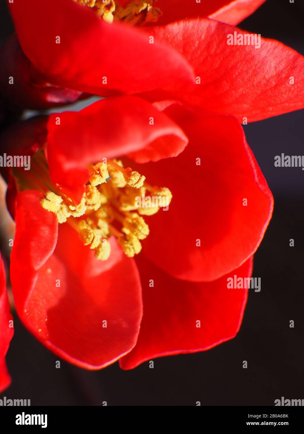 Maules quince hi-res stock photography and images - Alamy