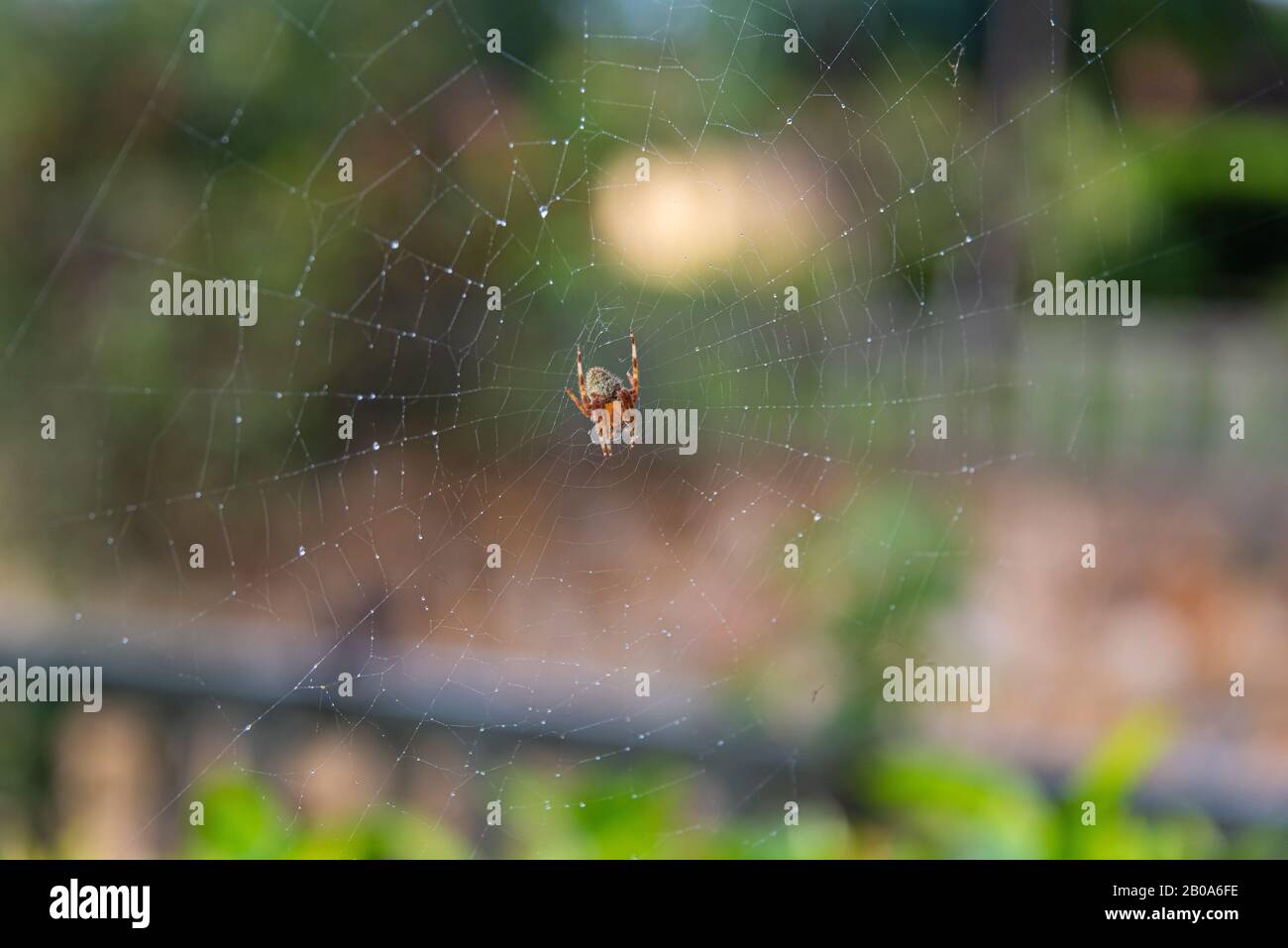 Orb Spider hunting and resting on web Stock Photo - Alamy