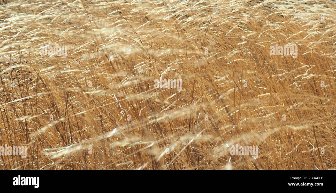 Long dry grass hi-res stock photography and images - Alamy