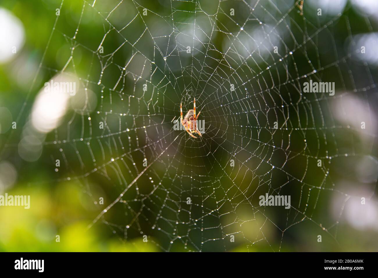 Orb Spider hunting and resting on web Stock Photo - Alamy