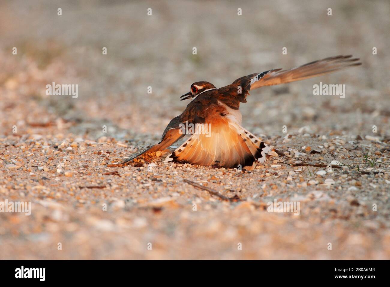 Broken wing hi-res stock photography and images - Alamy