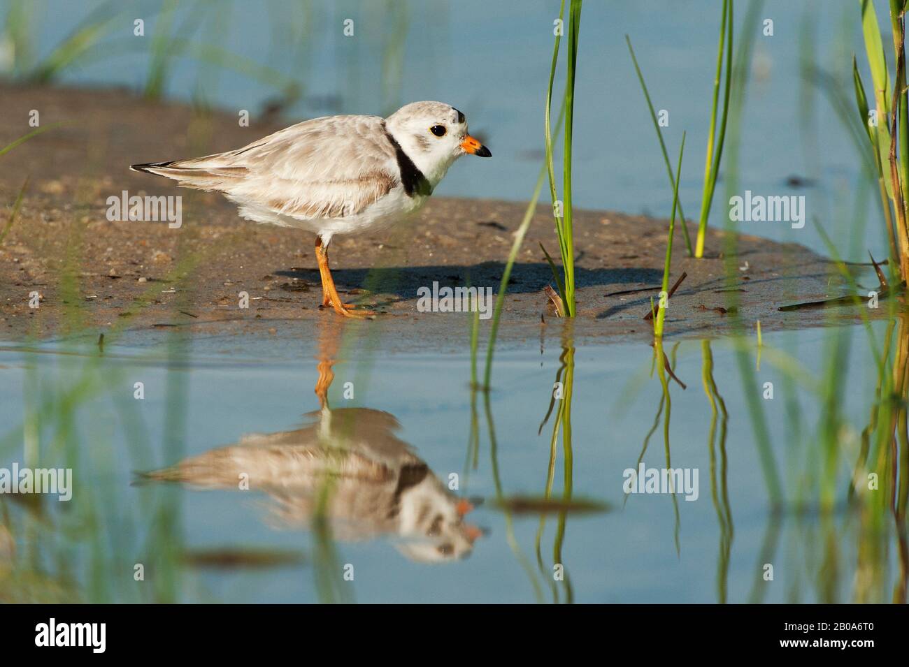 Piping plovers hi-res stock photography and images - Alamy