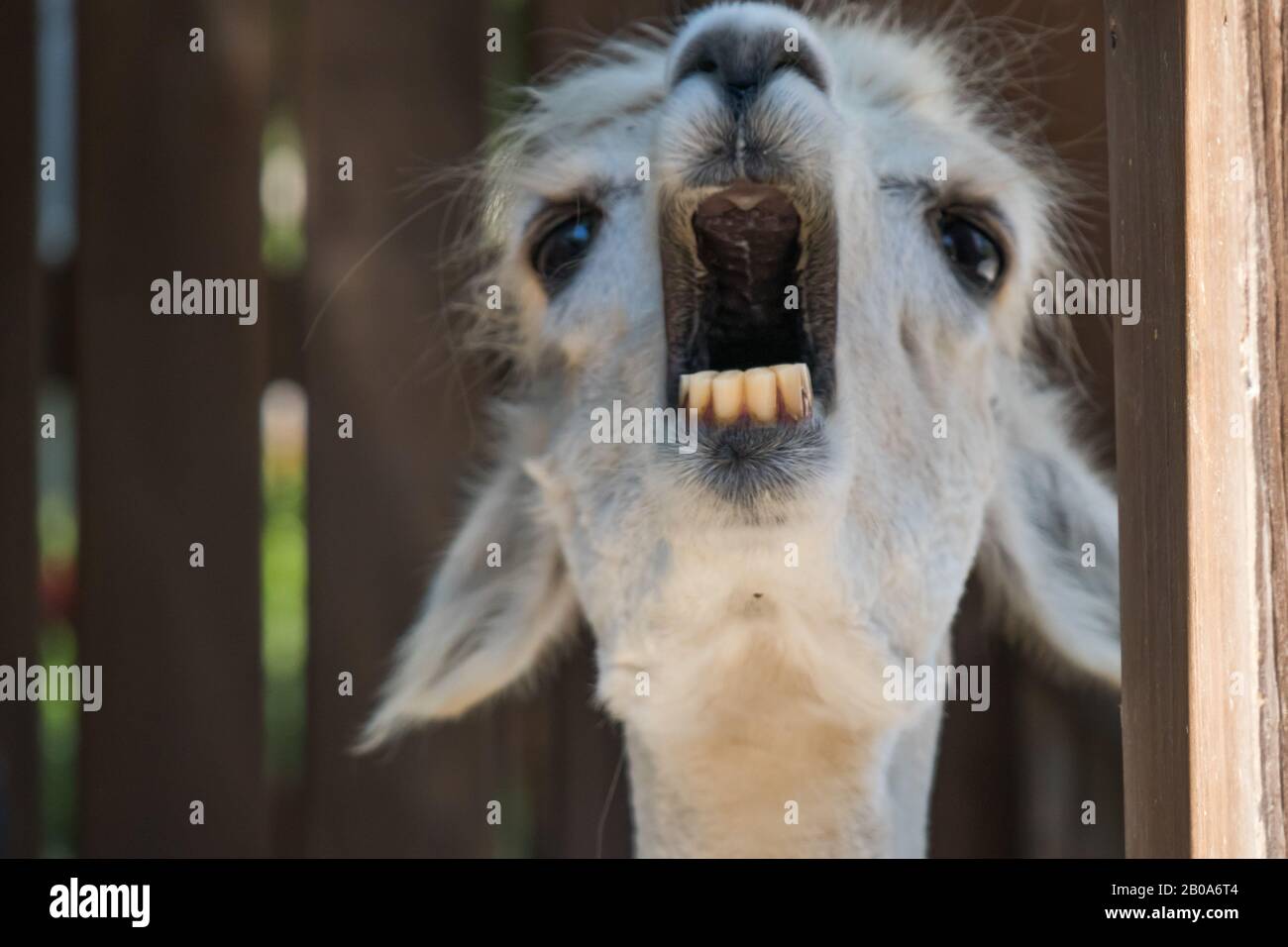 Funny alpacas hi-res stock photography and images - Alamy