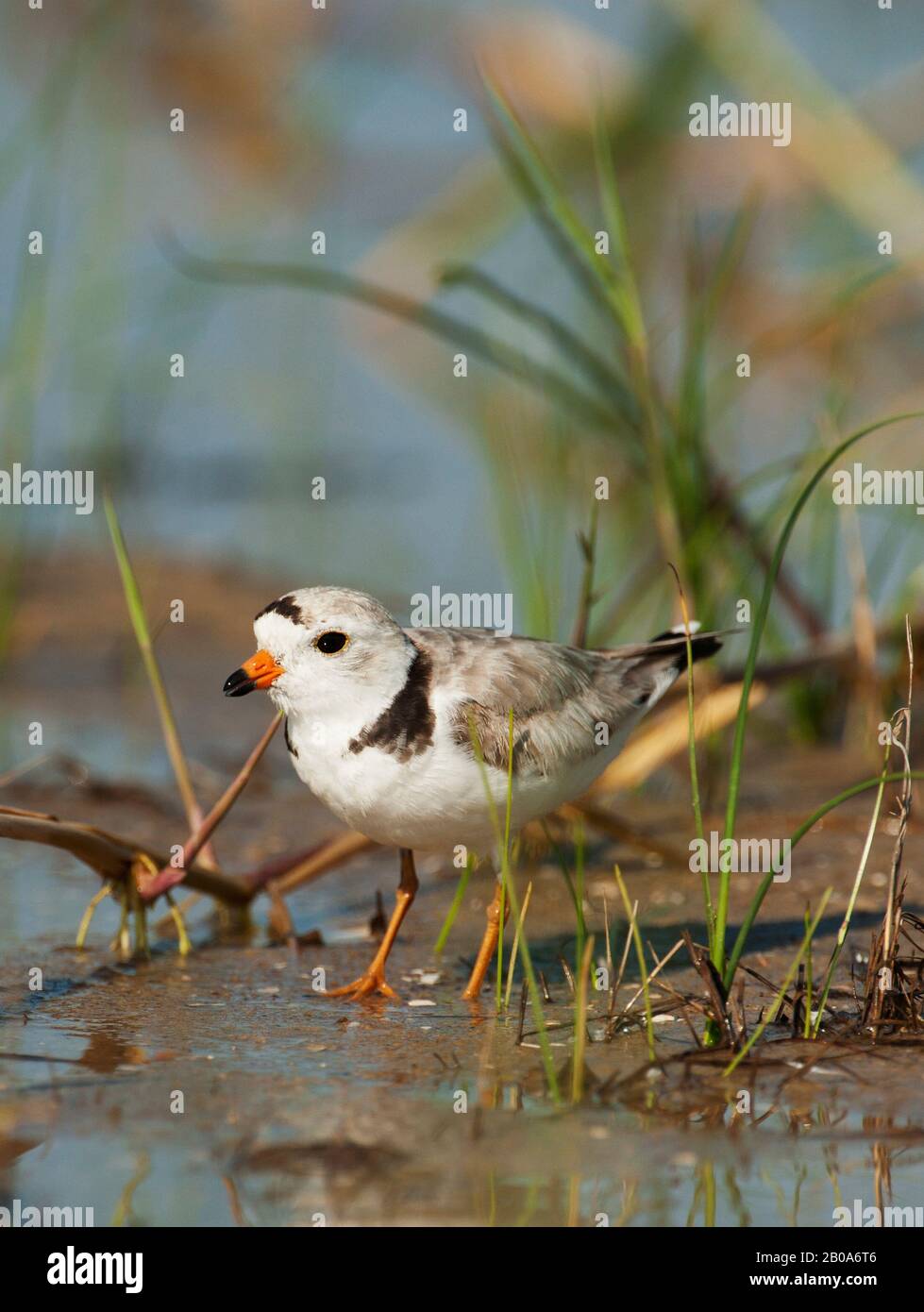 Adult piping plover Stock Photo - Alamy
