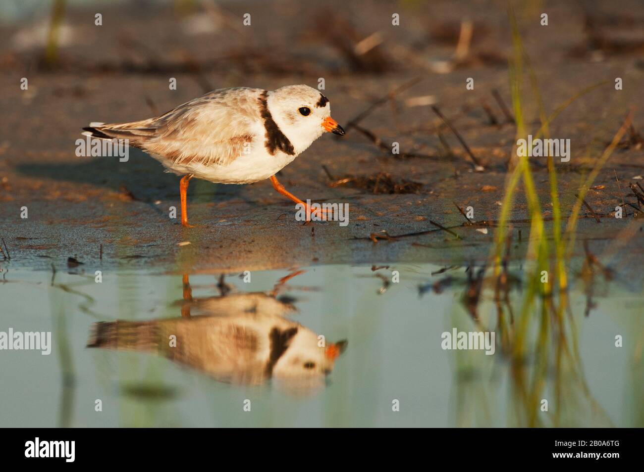 Adult piping plover Stock Photo - Alamy
