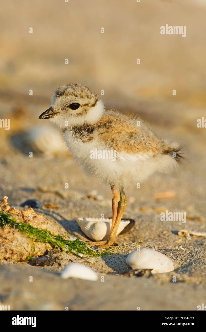 Baby plover hi-res stock photography and images - Alamy