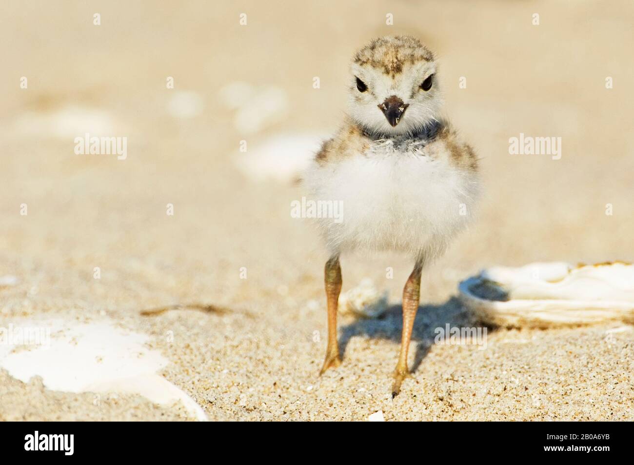Piping plover chick Stock Photo - Alamy