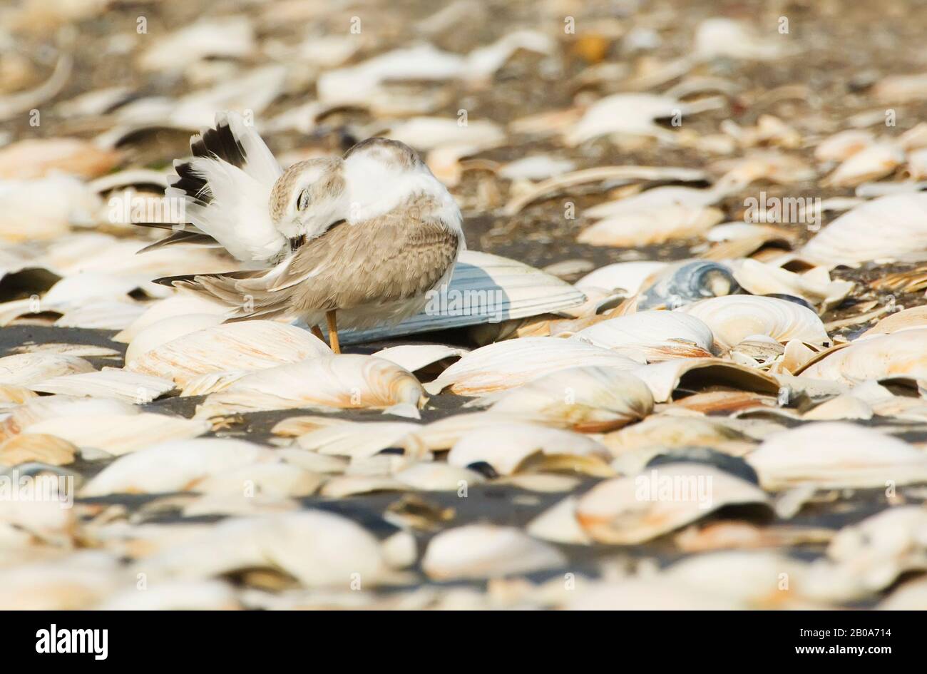 Clam habitat hi-res stock photography and images - Alamy