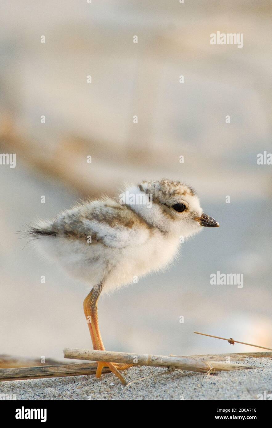 Baby plover hi-res stock photography and images - Alamy