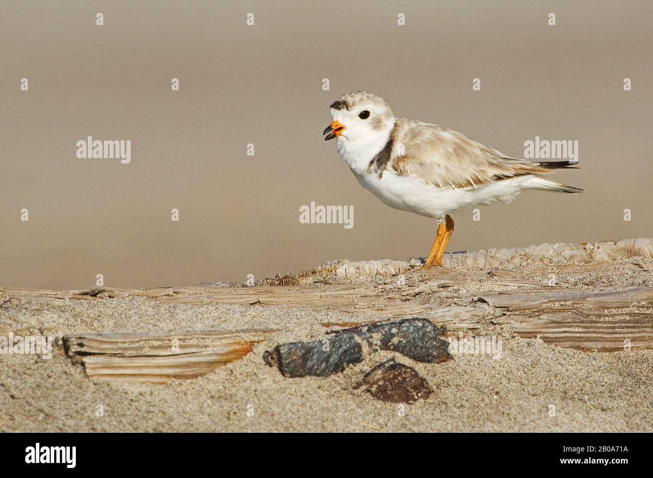 Adult piping plover in beach habitat Stock Photo - Alamy