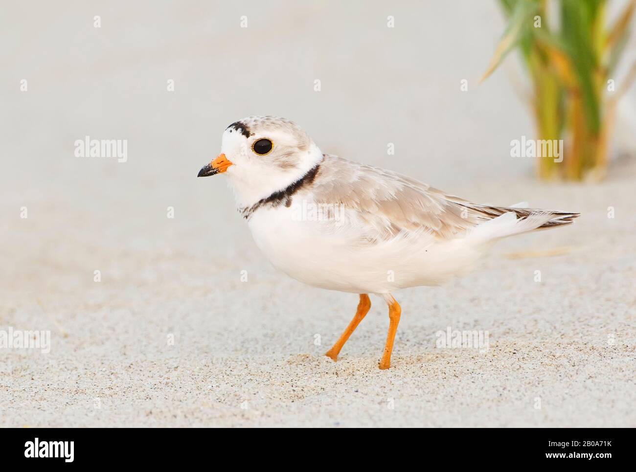 Adult piping plover in beach habitat Stock Photo - Alamy