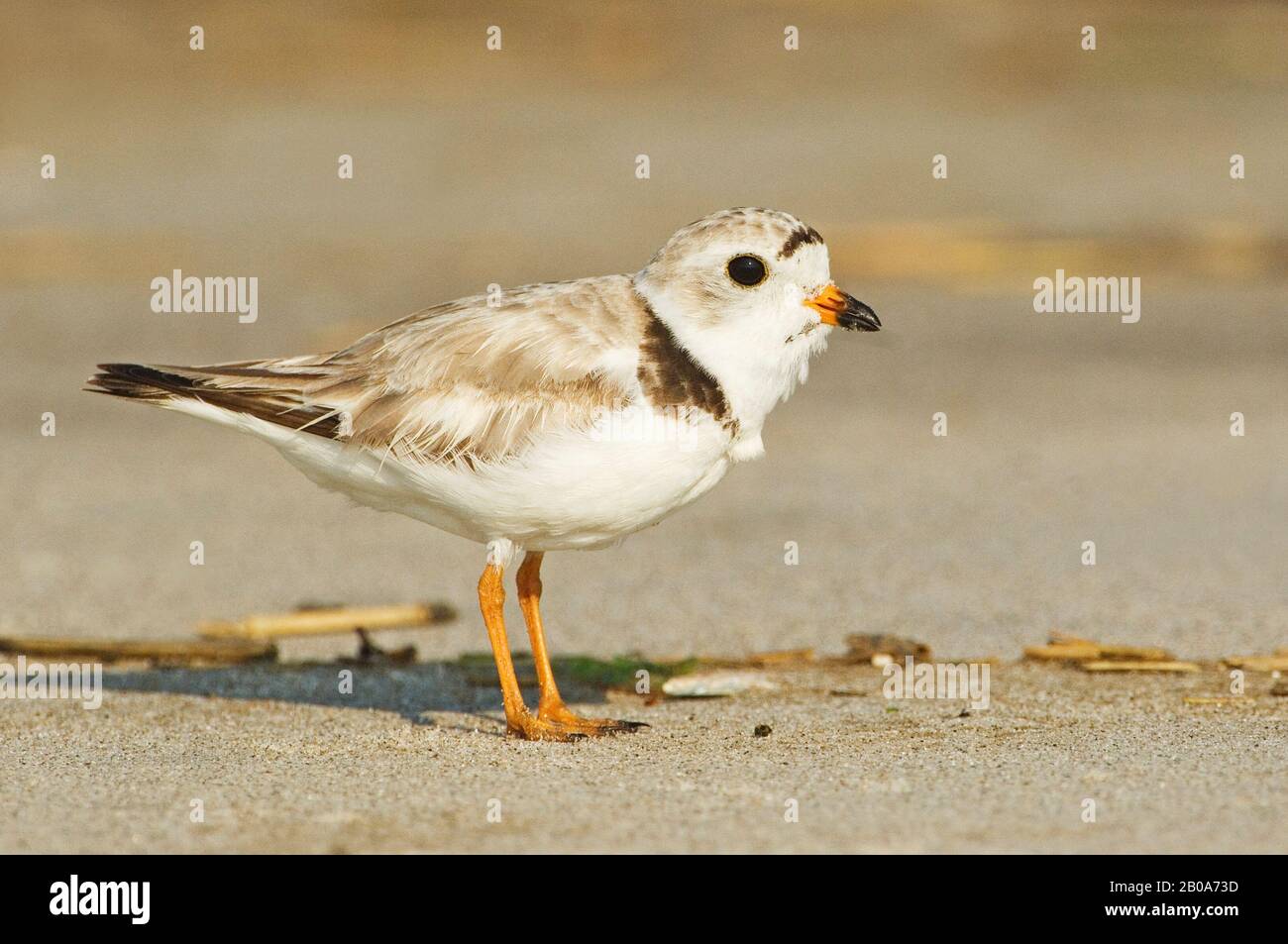 Adult piping plover in beach habitat Stock Photo - Alamy