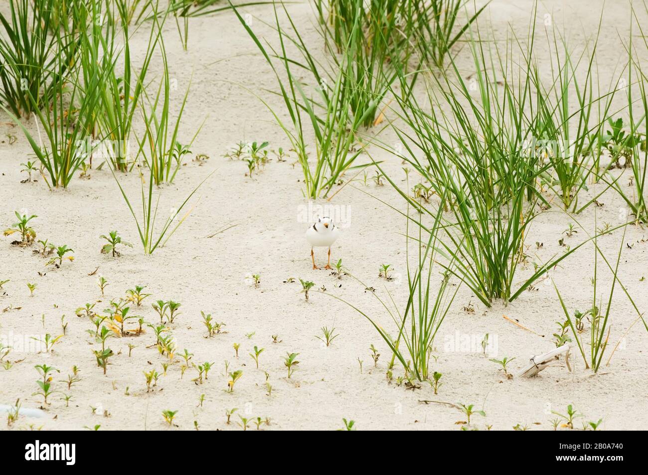 Piping plover in beach habitat among American beach grass Stock Photo ...