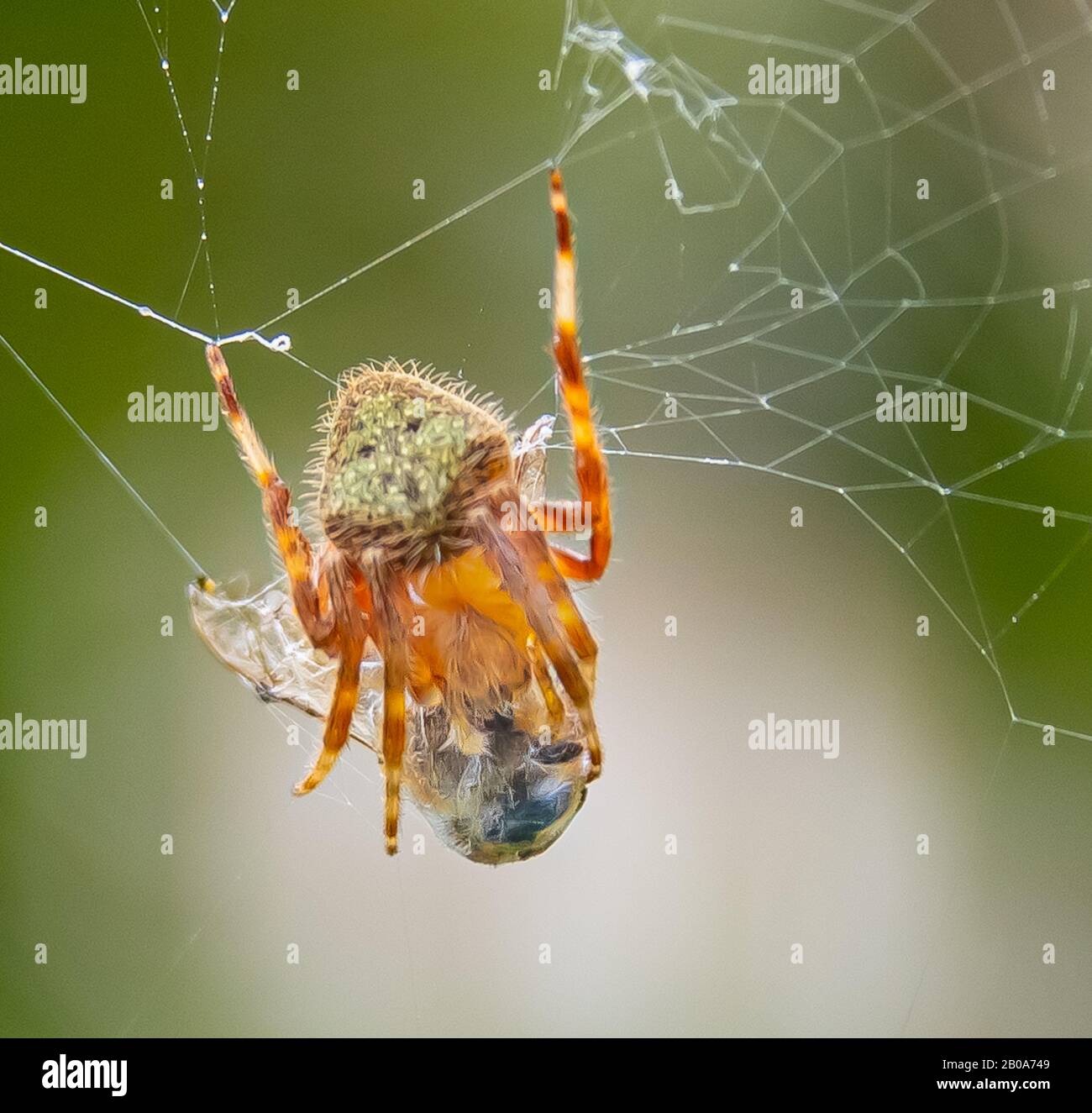 Orb Spider hunting and resting on web Stock Photo - Alamy