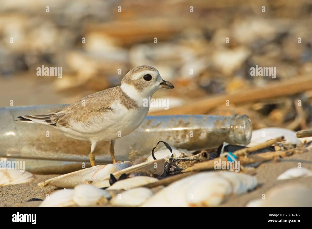 Piping plover juvenile foraging in beach habitat Stock Photo - Alamy