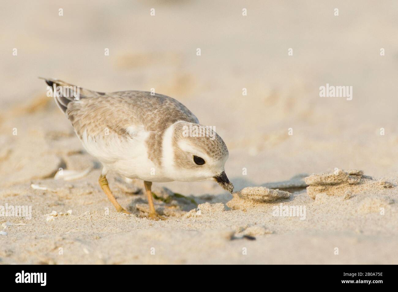 Piping plover juvenile foraging in beach habitat Stock Photo - Alamy