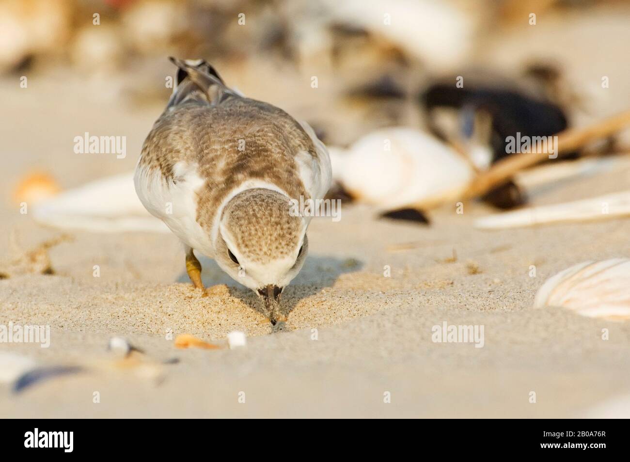 Piping plover juvenile foraging in beach habitat Stock Photo - Alamy