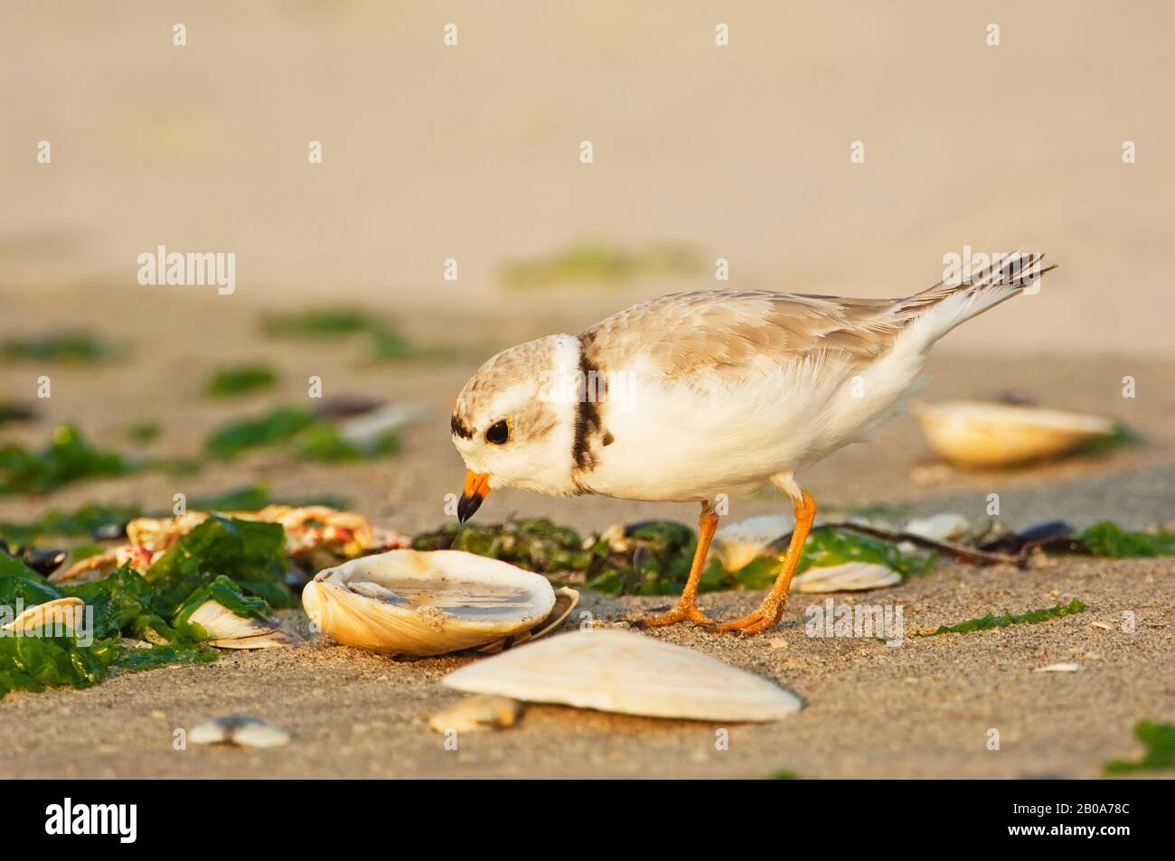 Piping plover s foraging in beach habitat Stock Photo - Alamy
