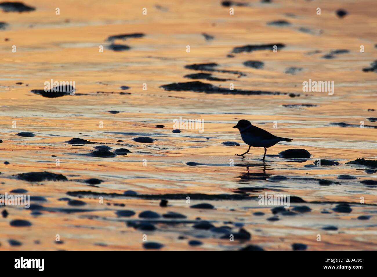 Piping plover silhouette at sunset Stock Photo - Alamy