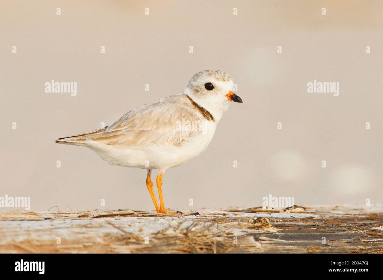 Piping plover adult Stock Photo - Alamy
