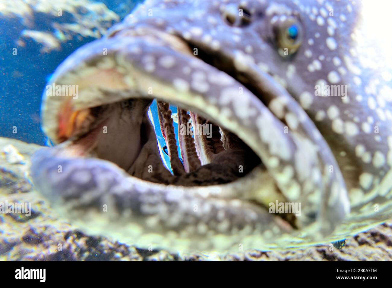 Fish Gills Ocean High Resolution Stock Photography and Images - Alamy