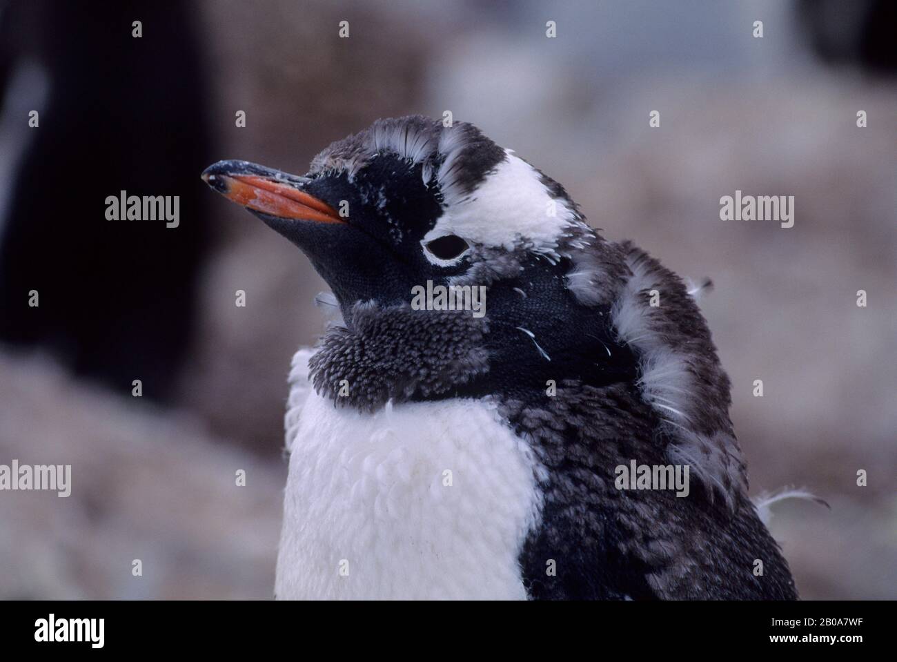 ANTARCTIC PENINSULA, CUVERVILLE ISLAND, GENTOO PENGUIN MOLTING, CLOSE ...
