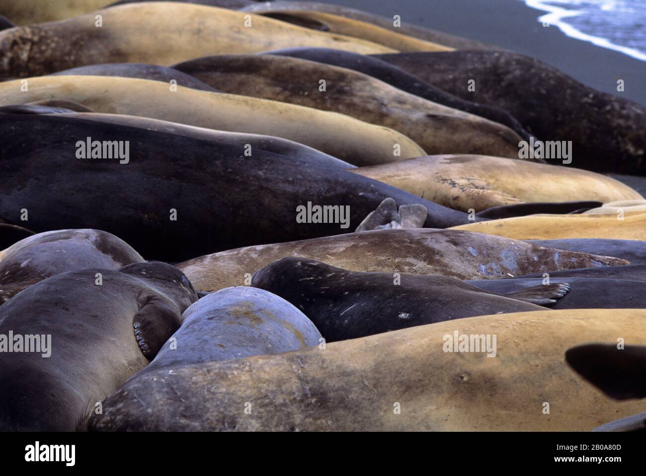 SOUTH GEORGIA ISLAND, STROMNESS, ELEPHANT SEALS Stock Photo - Alamy