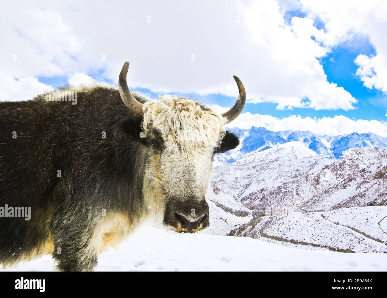 Domestic Yak (Bos mutus gruniens), Ulley valley. Himalayas. Ladakh ...