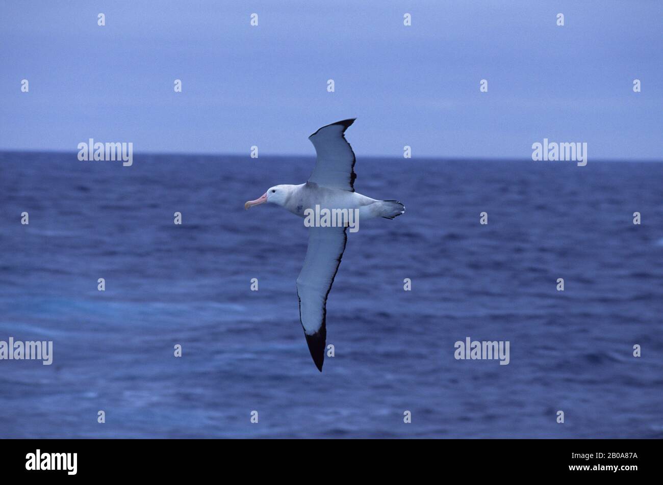 Scotia sea antarctica hi-res stock photography and images - Alamy
