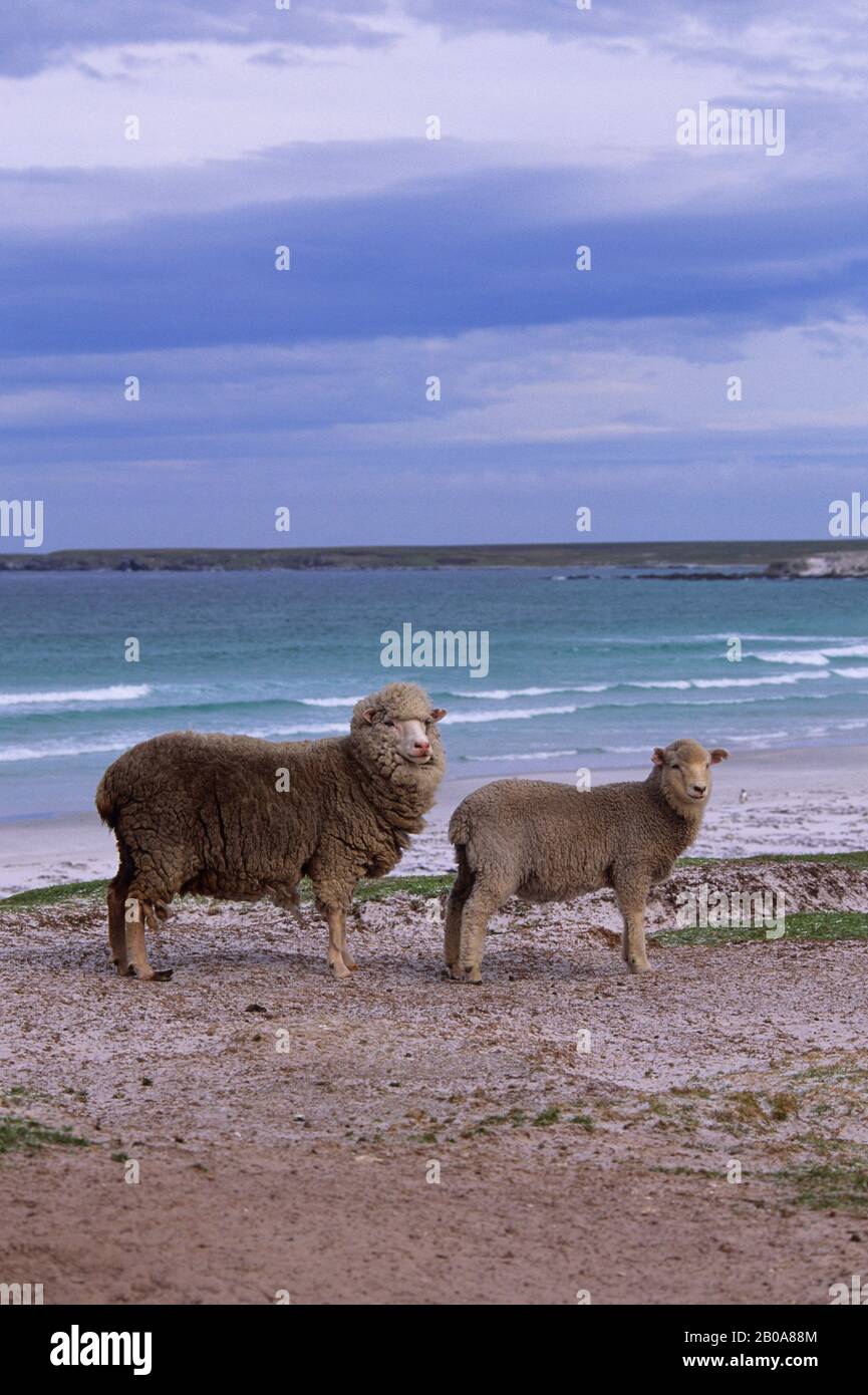 Falklands sheep hi-res stock photography and images - Alamy
