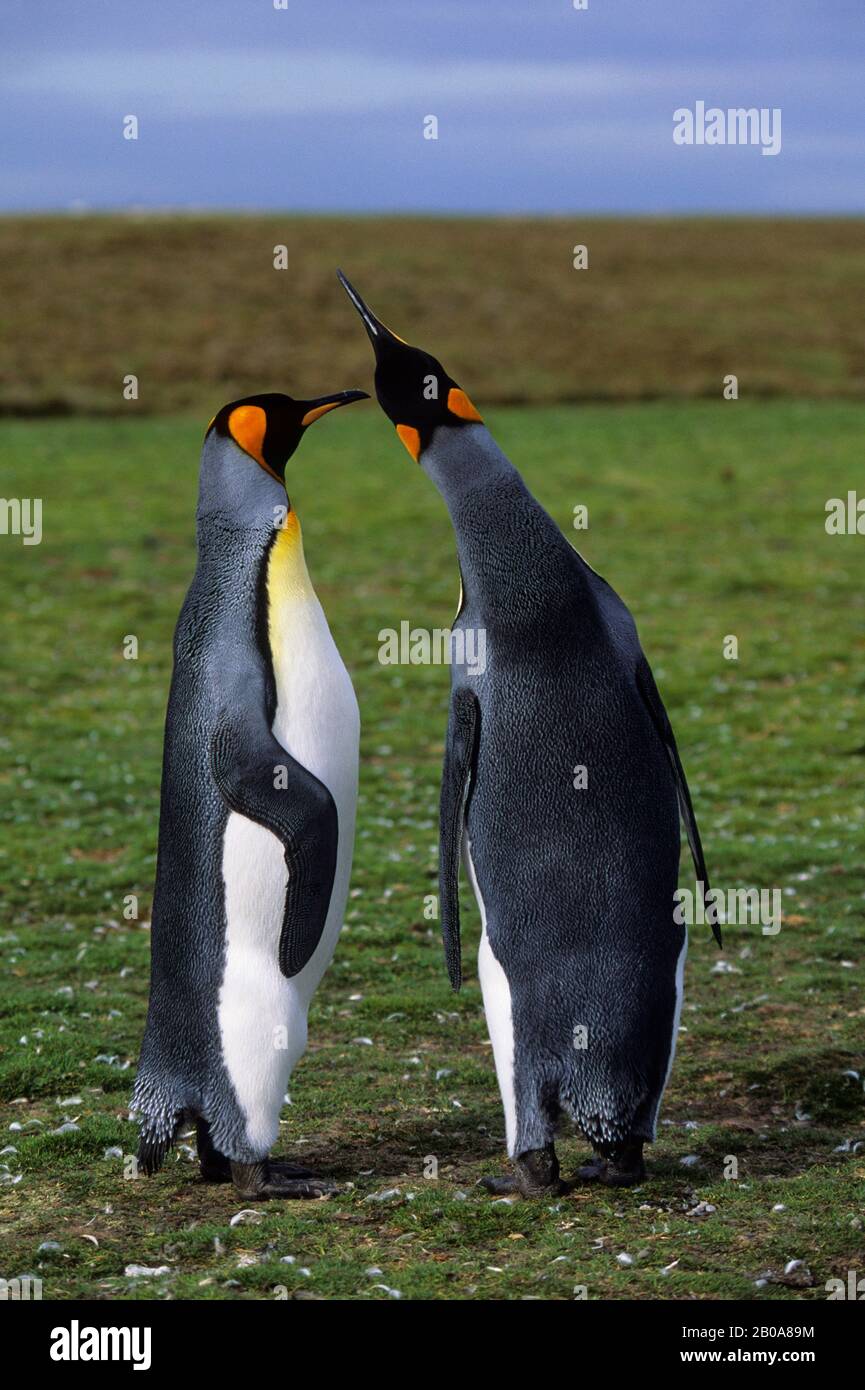 King penguin calling hi-res stock photography and images - Alamy
