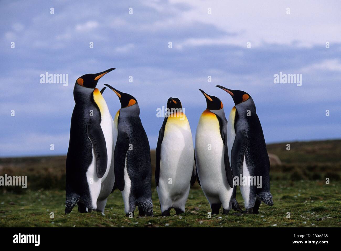FALKLAND ISLANDS, VOLUNTEER POINT, KING PENGUIN COLONY, GROUP OF ADULT ...