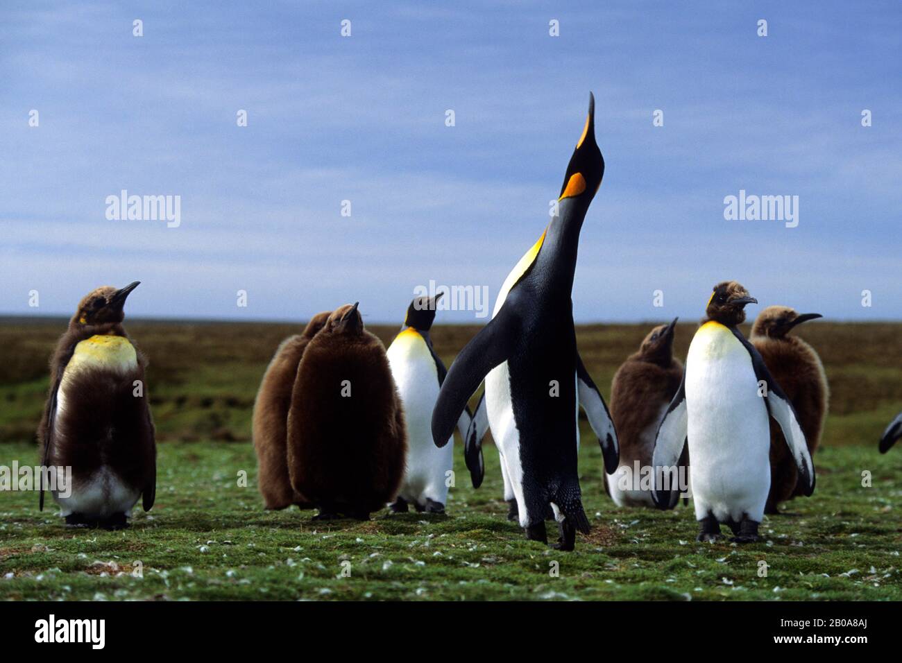 FALKLAND ISLANDS, VOLUNTEER POINT, KING PENGUIN COLONY, PENGUIN CALLING ...