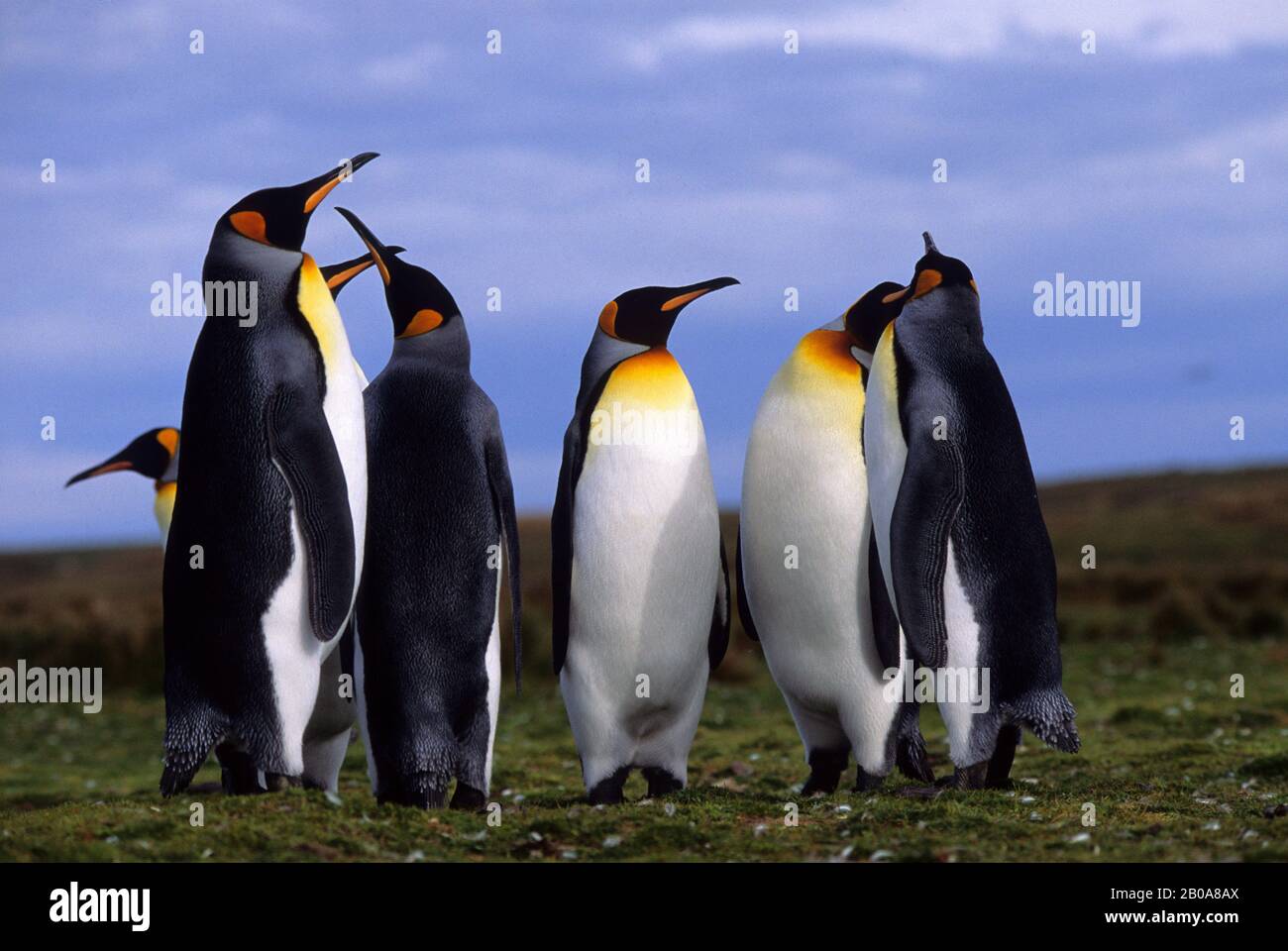 King penguin falkland islands hi-res stock photography and images - Alamy