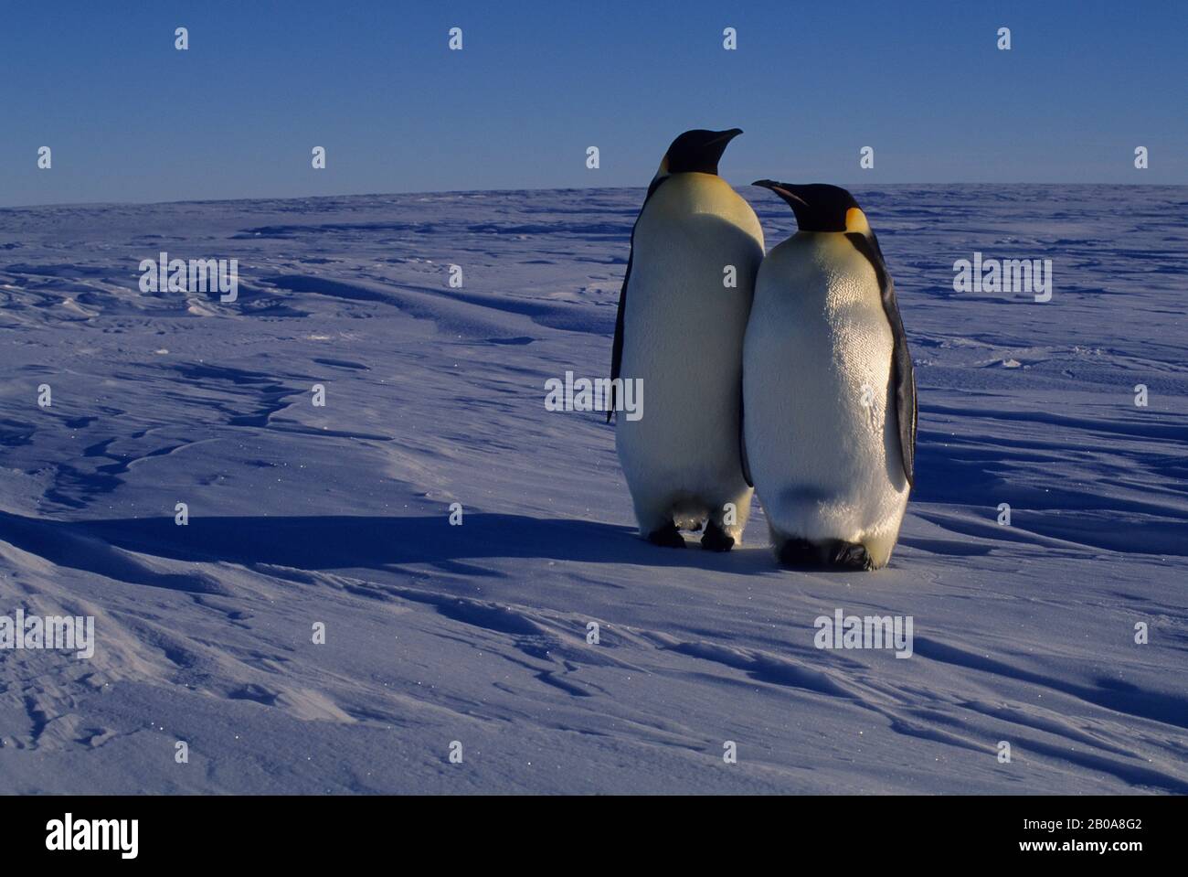 Atka iceport hi-res stock photography and images - Alamy