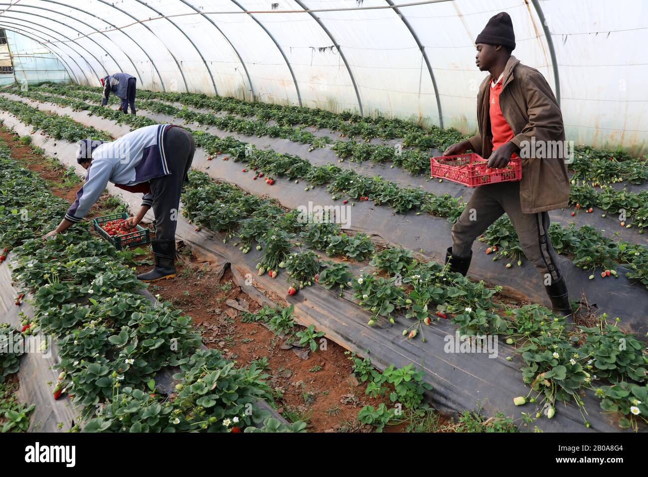 Agricultural imports hi-res stock photography and images - Alamy