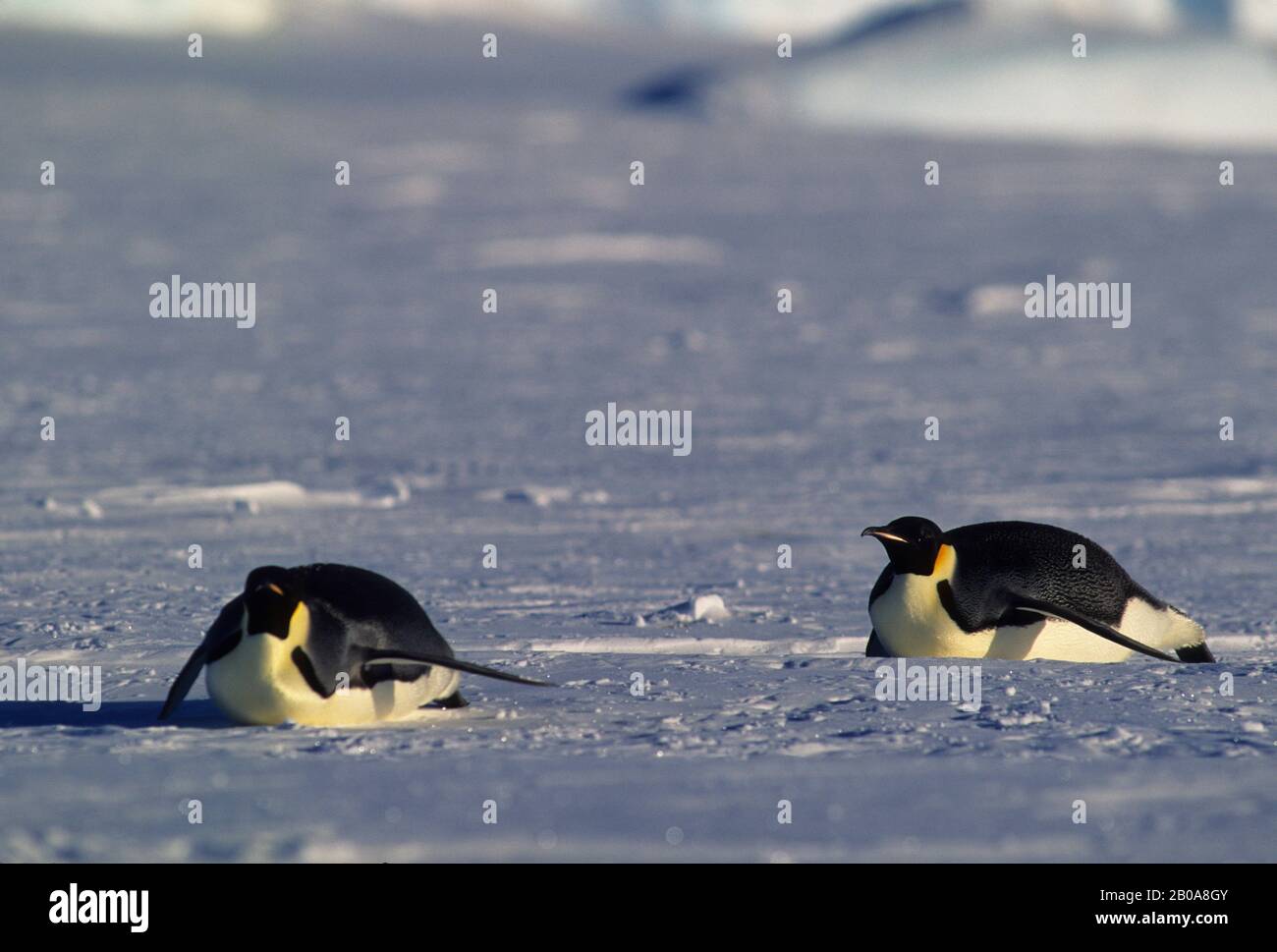 ANTARCTICA, ATKA ICEPORT, EMPEROR PENGUINS TOBOGGANING, GOING OUT TO ...