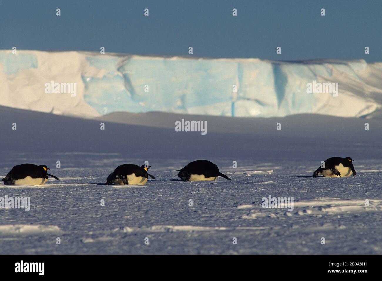 ANTARCTICA, ATKA ICEPORT, EMPEROR PENGUINS TOBOGGANING, GOING OUT TO ...