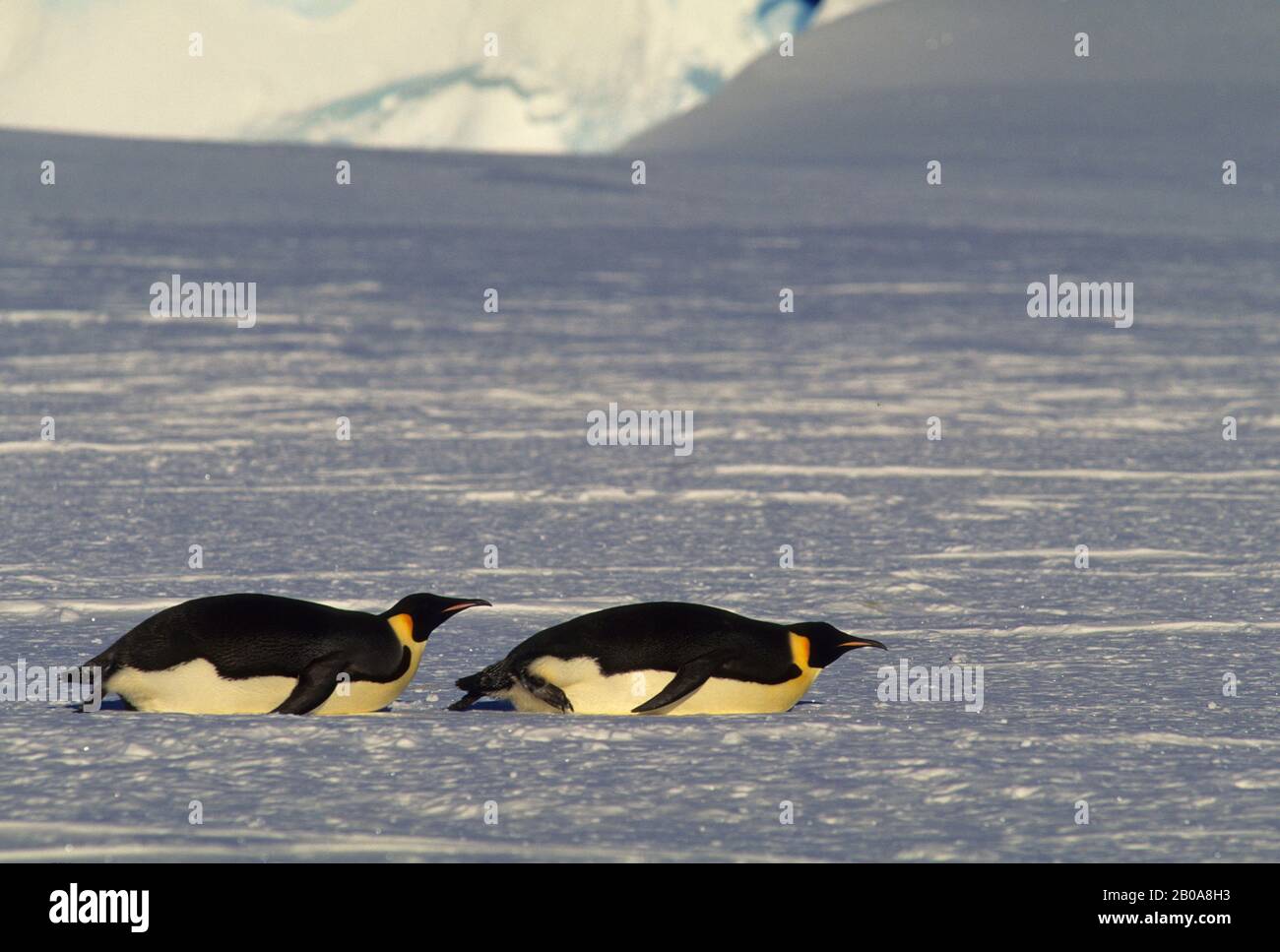 ANTARCTICA, ATKA ICEPORT, EMPEROR PENGUINS TOBOGGANING, GOING OUT TO ...
