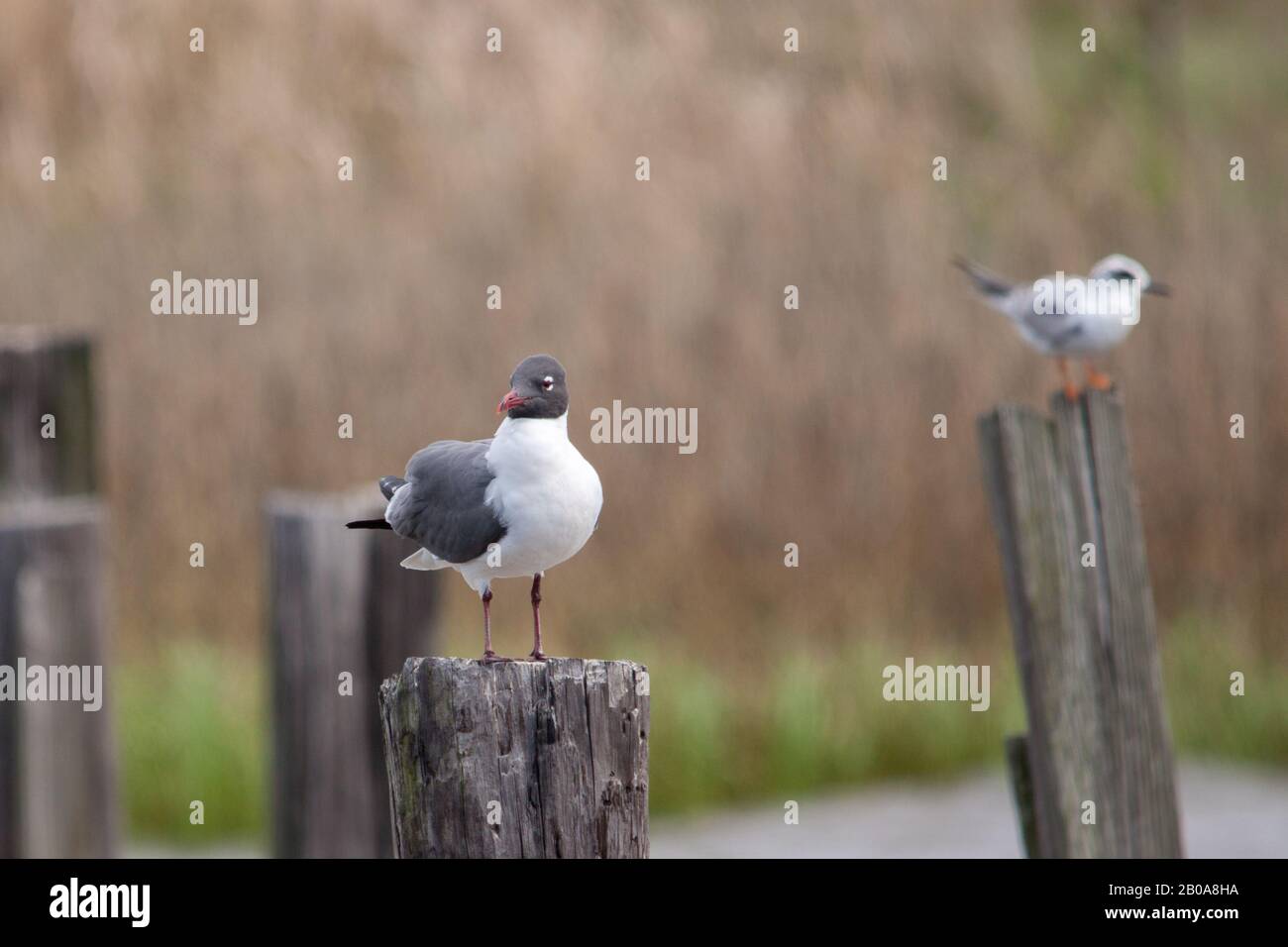 Louisiana seagull hi-res stock photography and images - Alamy