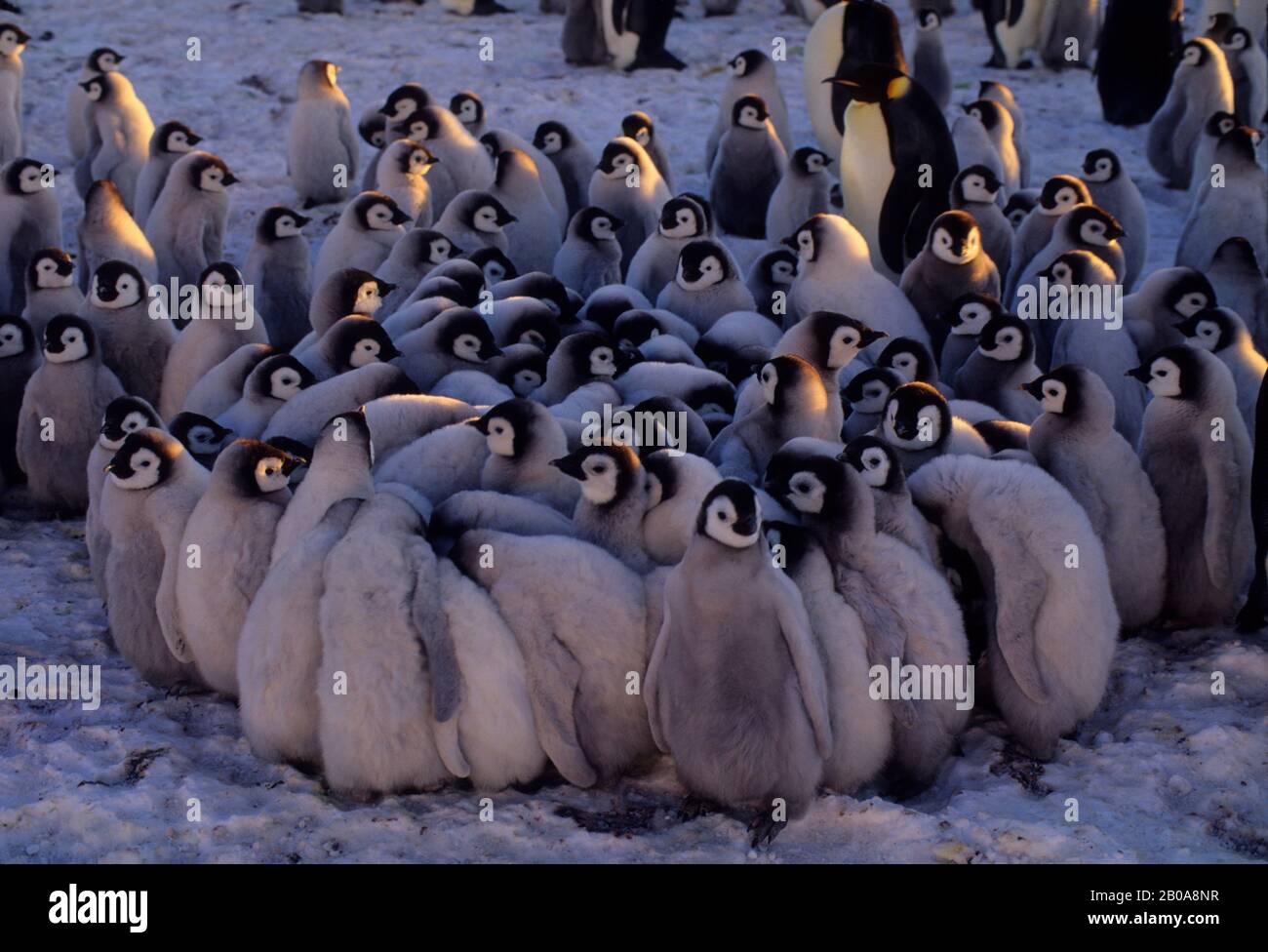 Emperor penguins chick creche hi-res stock photography and images - Alamy