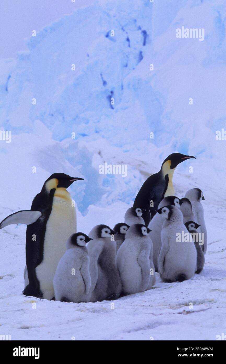 Baby penguins creche hi-res stock photography and images - Alamy