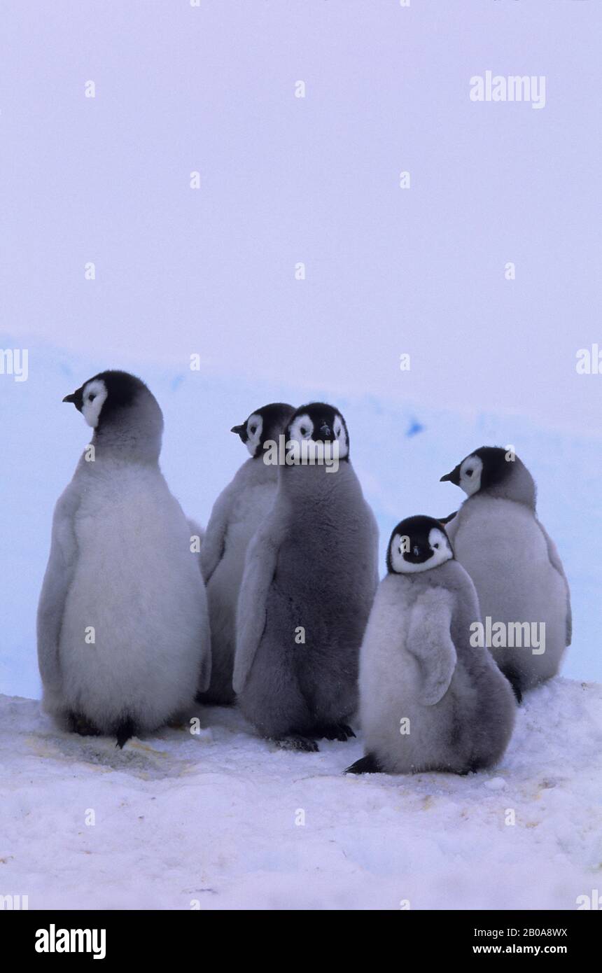 Emperor penguin chick creche hi-res stock photography and images - Alamy