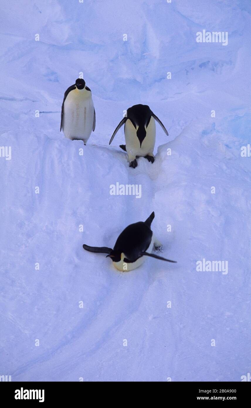 ANTARCTICA, RIISER-LARSEN ICE SHELF, EMPEROR PENGUINS TOBOGGANING DOWN ...