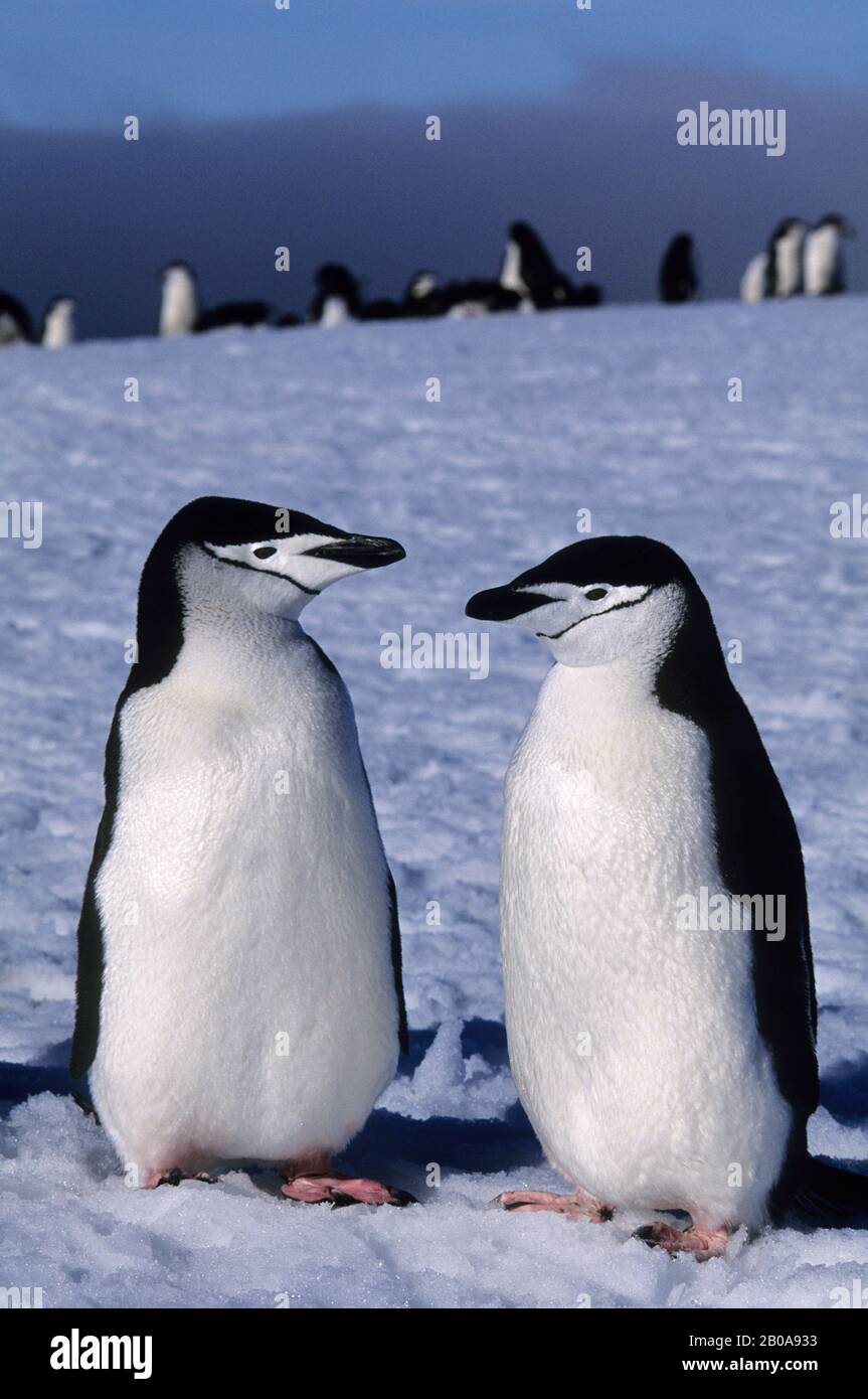 SOUTH SANDWICH ISLANDS, ZAVODOVSKI ISLAND, CHINSTRAP PENGUIN COUPLE AT ...
