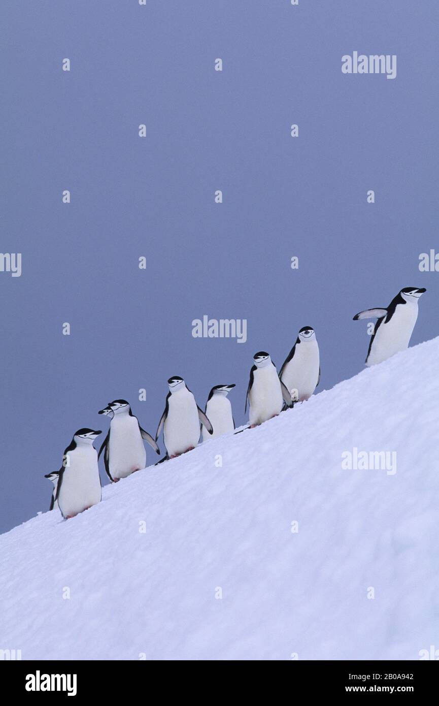 Candlemas island south sandwich islands hi-res stock photography and ...