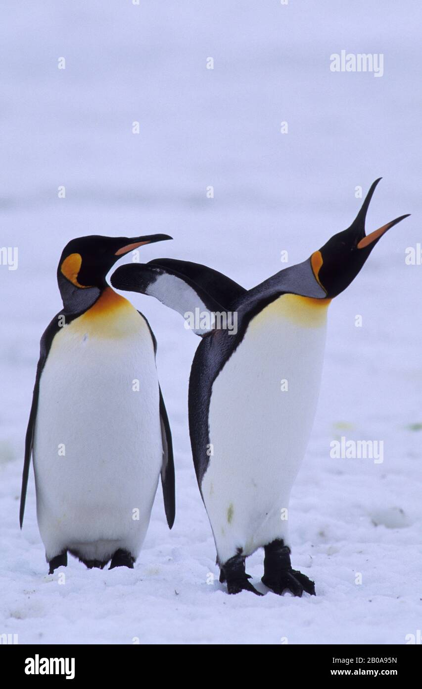 Penguin stretching hi-res stock photography and images - Alamy