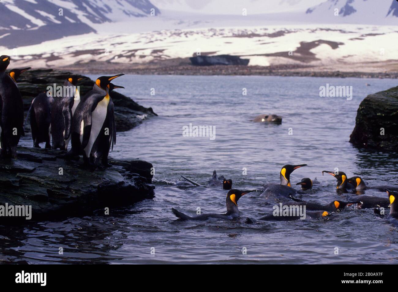 King penguin swimming hi-res stock photography and images - Alamy