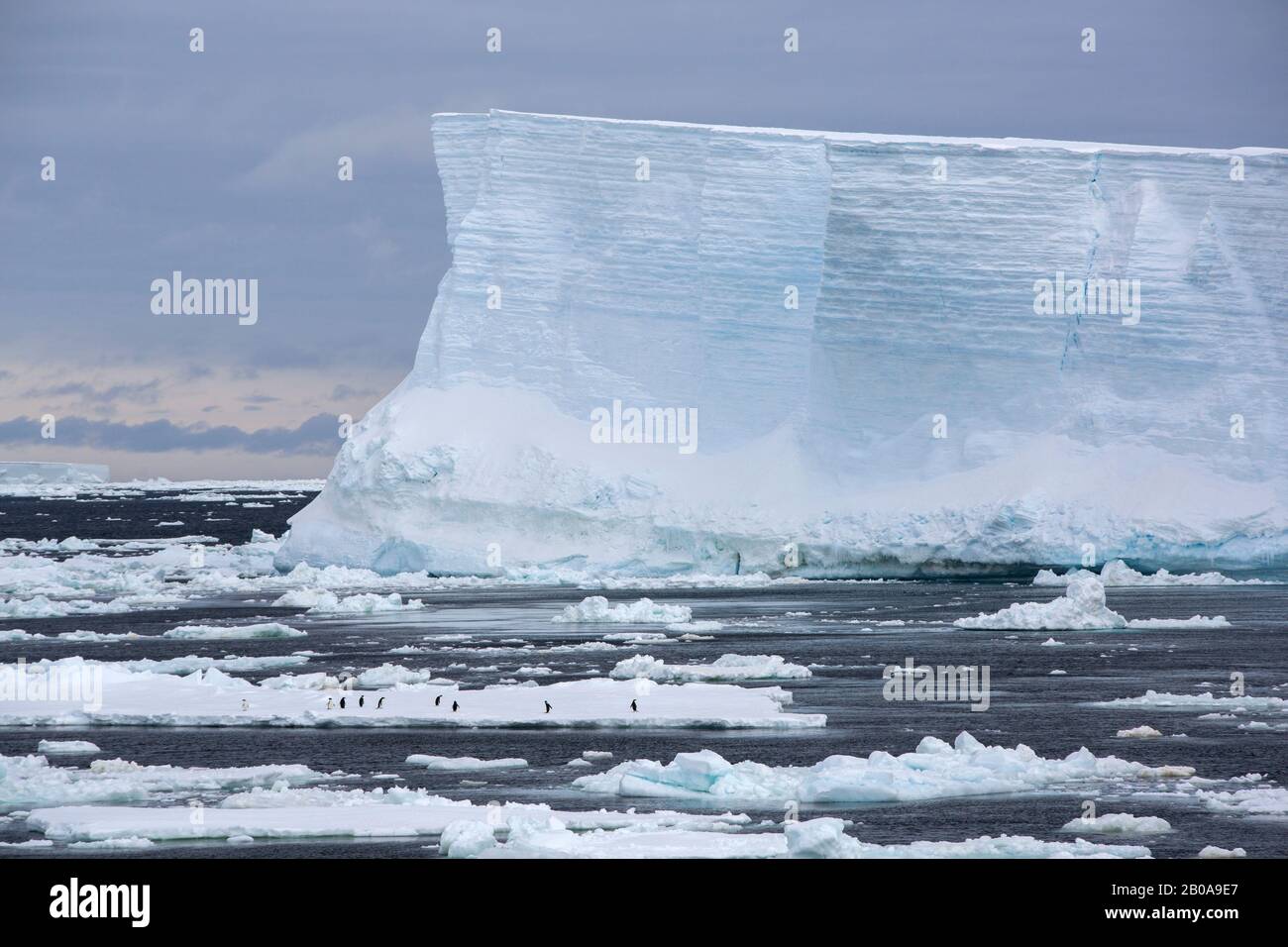 Tabular icebergs that have broken off the Larson C ice shelf floating ...