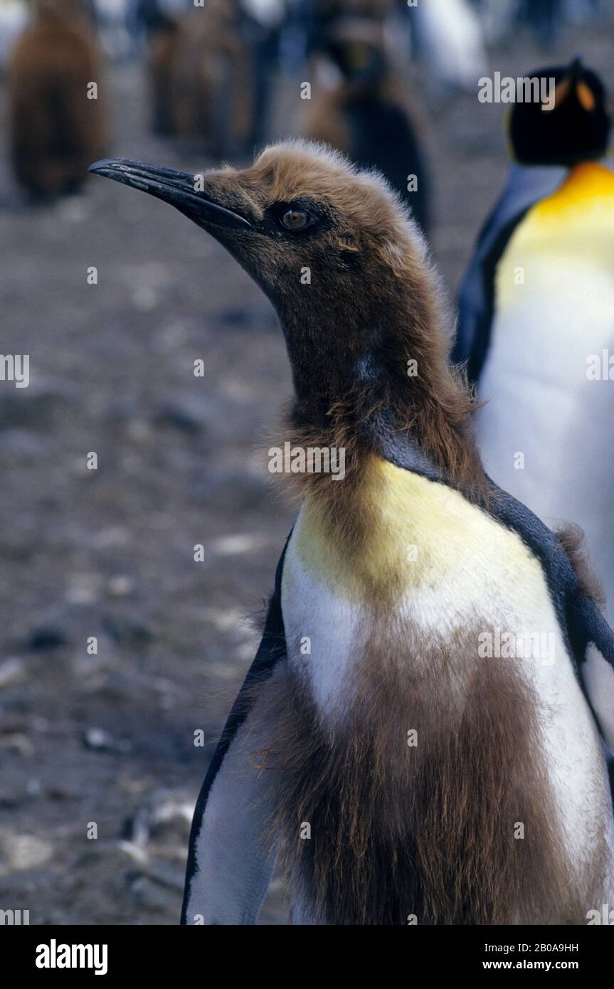 Penguin Down Feathers High Resolution Stock Photography and Images - Alamy